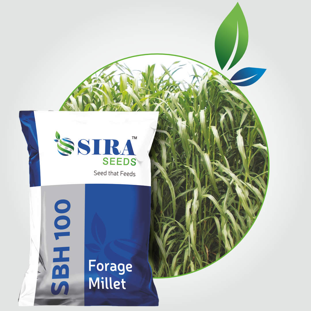 Siraseeds